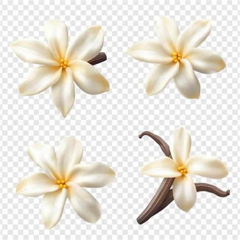 Images De Fleur Vanille Gros Plan Téléchargement Gratuit Sur Freepik