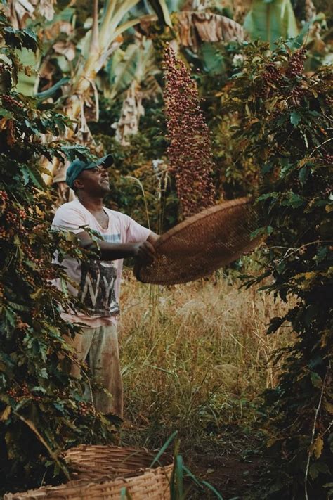 Fotografia de Magno peneirando o café para separar o café maduro dos