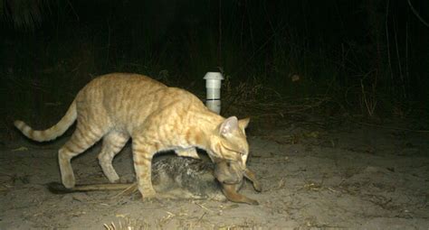 Womans Fantastic Garden Solution To Controversial Problem In Aussie