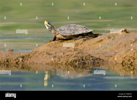 Ganges Soft Shelled Turtle Aspideretes Gangeticus On River Bank