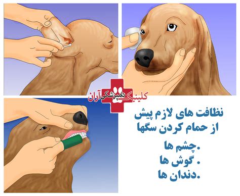 وب سایت کلینیک دامپزشکی آران نکات پیش از حمام کردن سگها