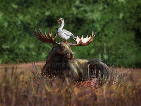 Goose On A Moose By Yggdrassal On Newgrounds