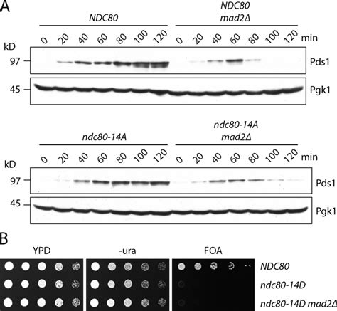 Spindle Assembly Checkpoint Pathway At Barbara Rojas Blog