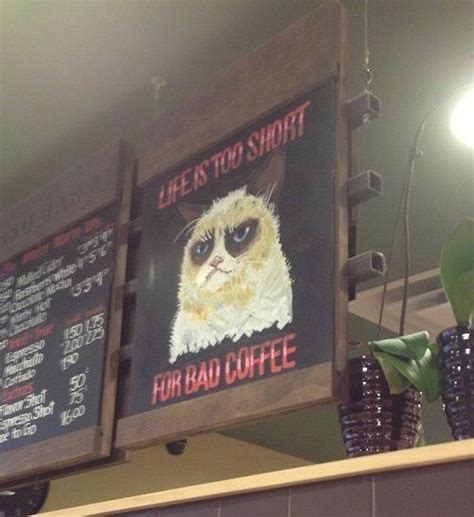 Grumpycat Memes Grump Cat Cats Grumpy Cat