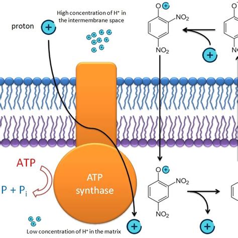 The Valinomycin Molecule Represents A Hydrophobic Ring With A Download Scientific Diagram
