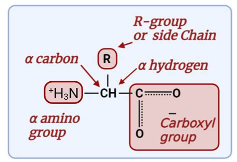 什么是氨基酸，氨基酸有哪些特性？ 知乎