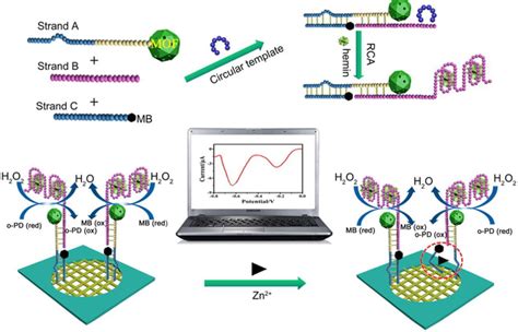 Schematic Display Of A Paper Ratiometric Type Electrochemical Biosensor