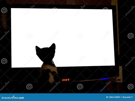Curious Kitten Is Watching Television Stock Image Image Of White