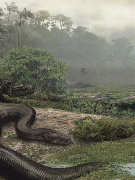 Titanoboa Compared Human