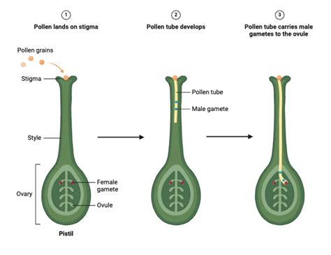Pollen Grain Structure Types Development And Evolution Biology