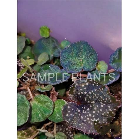Begonia Lichenora Rare Shopee Malaysia