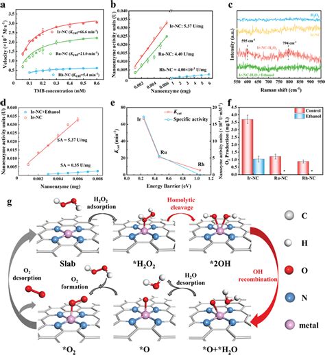 Detection Of Key Intermediate And Reaction Pathway Of H2o2 Download Scientific Diagram