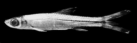 Artes De Pesca Vamos A Pescar Rasbora