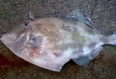 ウマヅラカワハギ三崎の鮮魚三崎の大畑鮮魚