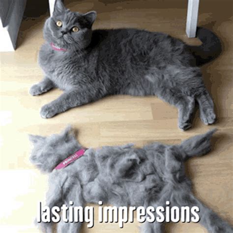 Whats New Pussycat S Tenor