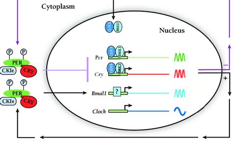 Molecular Model Of Mammalian Circadian Clock The Clock Is Made Up Of