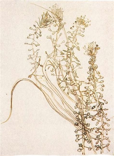 开花的树枝赏析 灵感家 梵高作品鉴赏及赏析按时间顺序