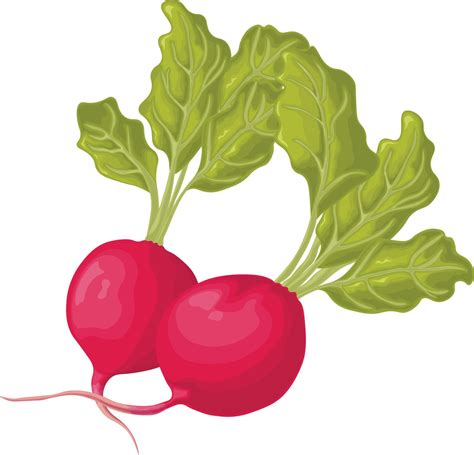 Un Radis Image Dun Radis Mûr Avec Des Feuilles Radis Frais Produit
