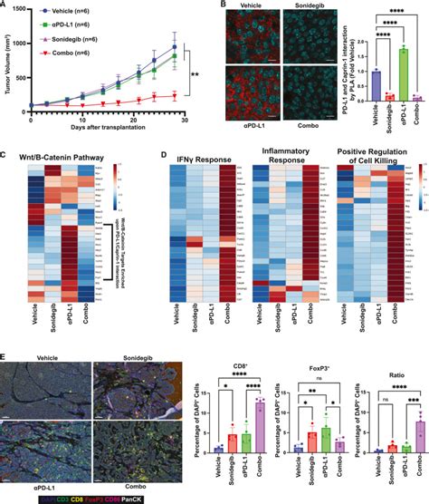 Alterations Of Ceramide Synthesis Induce Pd L1 Internalization And
