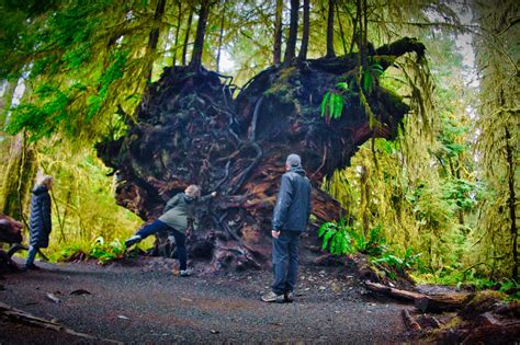 Day Trip To Hoh Rainforest From Seattle Photos