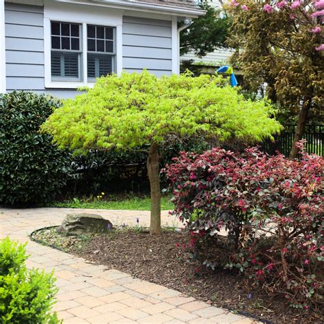 Dwarf Japanese Maple Tree Green