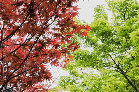 M Kyoto By Leaf