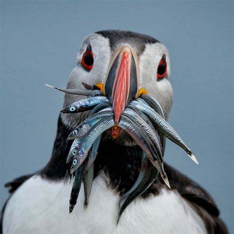 Sand Eels Greeting Card Colin Brister Photography