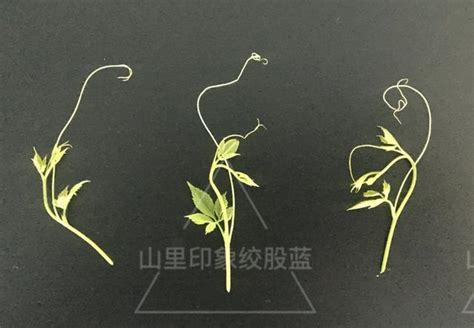想在絞股藍降三高上搞事情皂甙含量搞清楚再說 每日頭條
