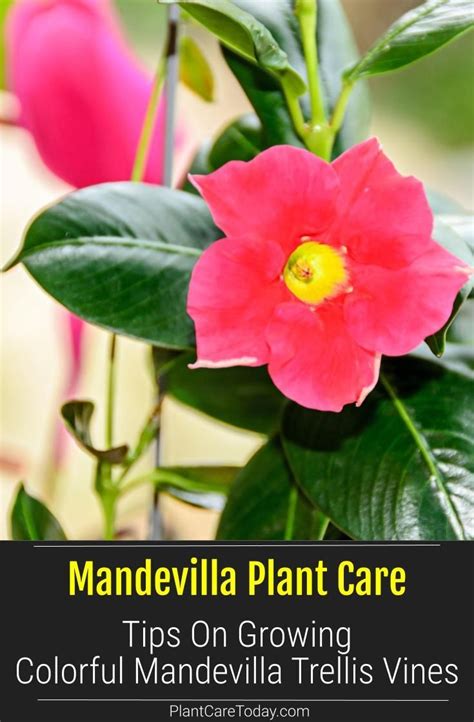 Mandevilla Vine Care How To Grow Colorful Mandevilla Artofit