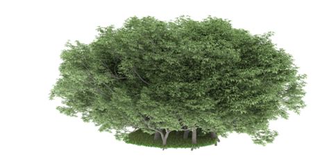 Tree Architecture Pngs For Free Download