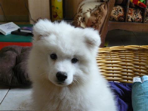 Chien Samoy De Epic Jewel De Sanna Gourska