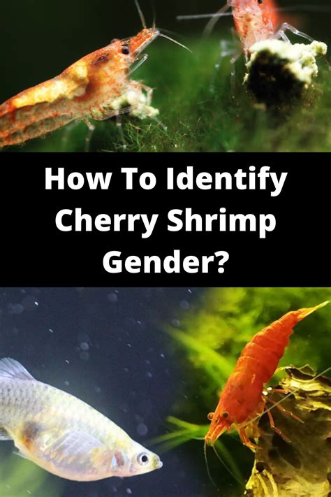 If You Are A New Shrimp Keeper Or Keeping Shrimps For A Long Time Then