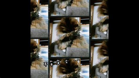 不安定な場所でも整えるよ 癒し猫動画 Catvideo 猫との生活 サイベリアン Catlover Youtube