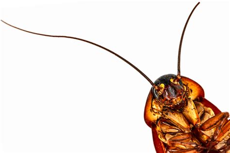 Cockroach Baiting Basics 15 Dos And Donts Pest Control Technology