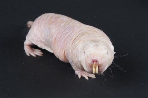 5 Fakta Ilmiah Tikus Mole Afrika Hewan Unik Yang Kebal Kanker
