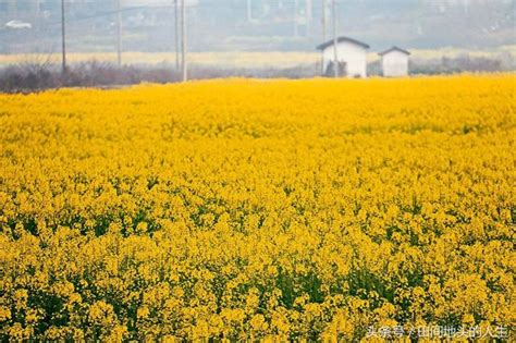 今後農村誰來種地 每日頭條
