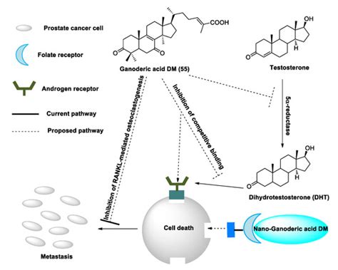 Biomolecules Free Full Text A Review Of Ganoderma Triterpenoids And Their Bioactivities