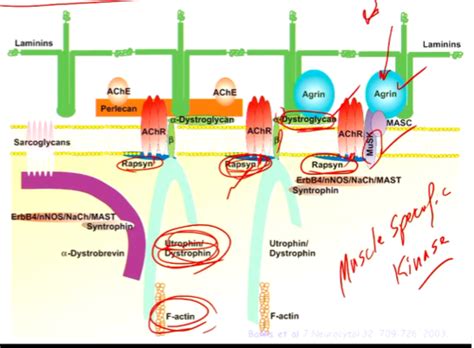 Lec Ligand Gated Ion Channels Flashcards Quizlet