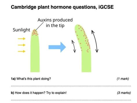 Cambridge Plant Hormone Worksheet Igcse Biology Teaching Resources