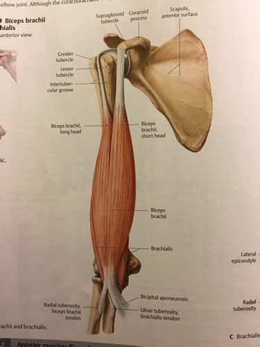 Infraglenoid Tubercle