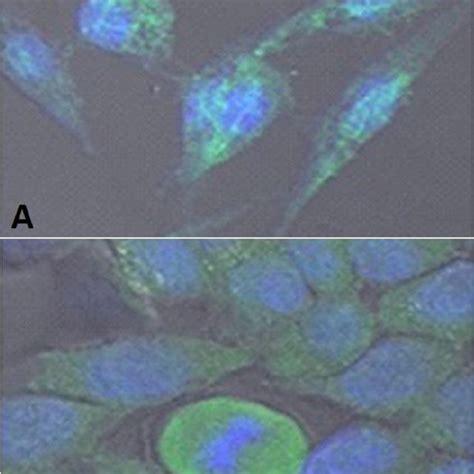 Immunofluorescence Against Nxph1 Green Dapi Indicates Nuclear