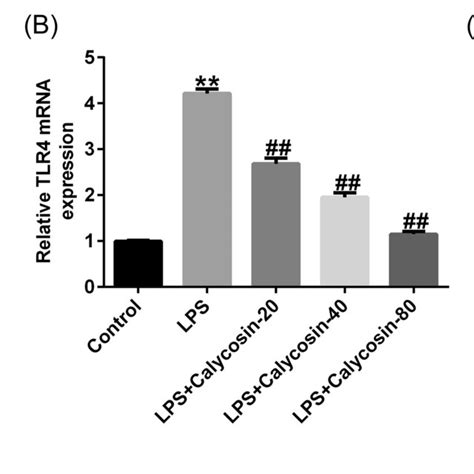 Ca Inhibits The Toll‐like Receptor 4 Tlr4nuclear Factor Nf‐κb