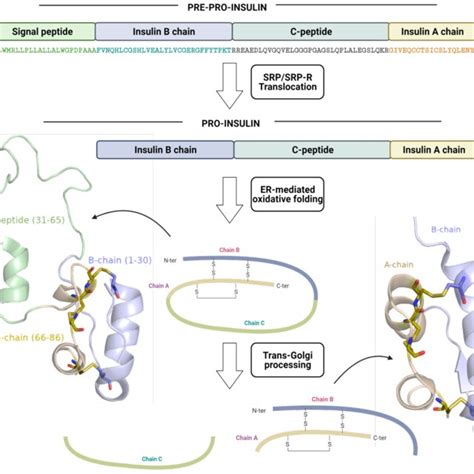 Representation Of The Process From Pre Proinsulin To Mature Insulin On