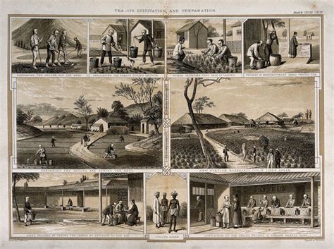 Assam Heritage Assam Tea History