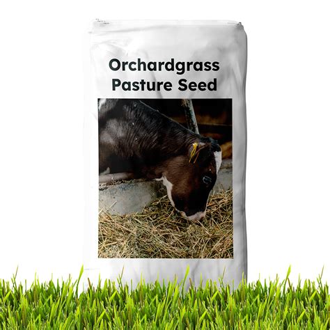Orchard Grass Is A Very Popular Pasture Grass Seed
