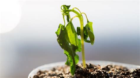 Cómo Revivir Una Planta De Interior Moribunda Plantas Hoy