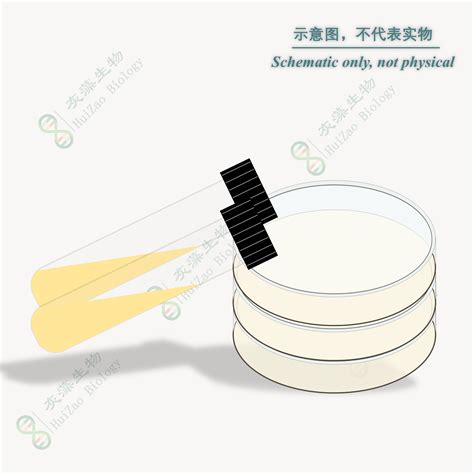 铜绿假单胞菌dna标准品 Hzb364114 Ss 产品详情 灰藻生物