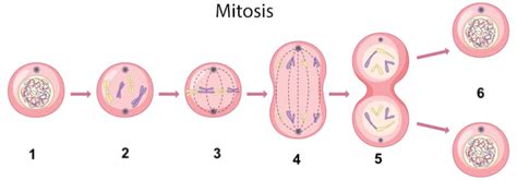 Life Science Chapter 4 Test Diagram Quizlet