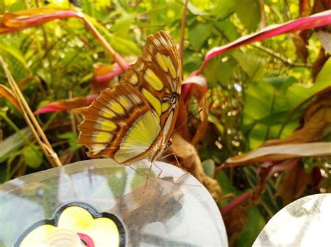 Galaxy A8 Review Sm A8000 An Awesome Mid Range Smartphone With A