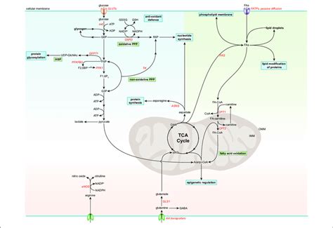 Simplified General Overview Of Glucose Fatty Acid And Amino Acid